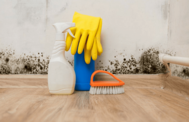 The Distinction Between Mold and Mildew Elimination, as well as Mold ...