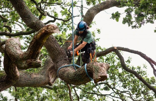What is the process for tree removal and maintenance? - Wall-Ebuilders